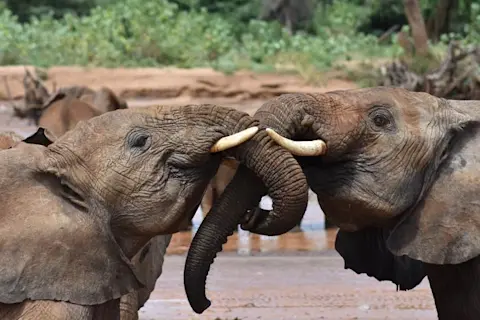 Elephants Have Names for Each Other, and Maybe Their Own Language ...