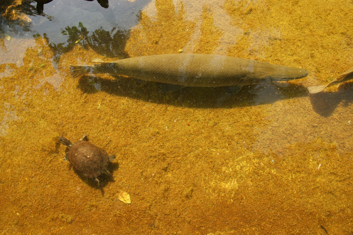 The Cuban Gar Survived Dinosaurs and 5 Mass Extinctions, but Can It ...