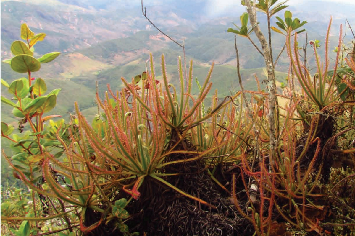 What's Not To Like? Scientists Discover A New Species Of Sundew On ...