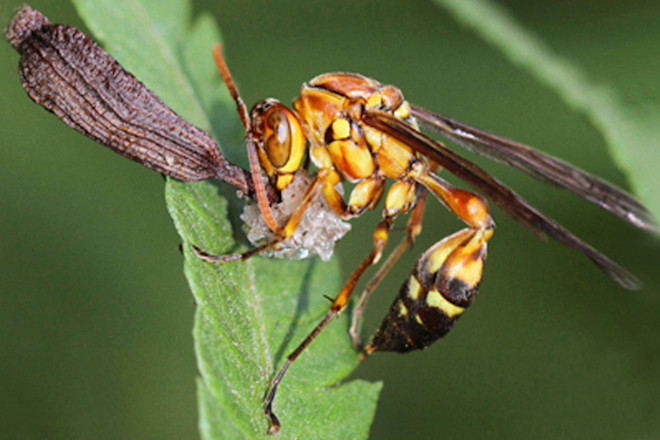 Chinese Medicinal Plant Tricks Predatory Wasps Into Dispersing Its ...