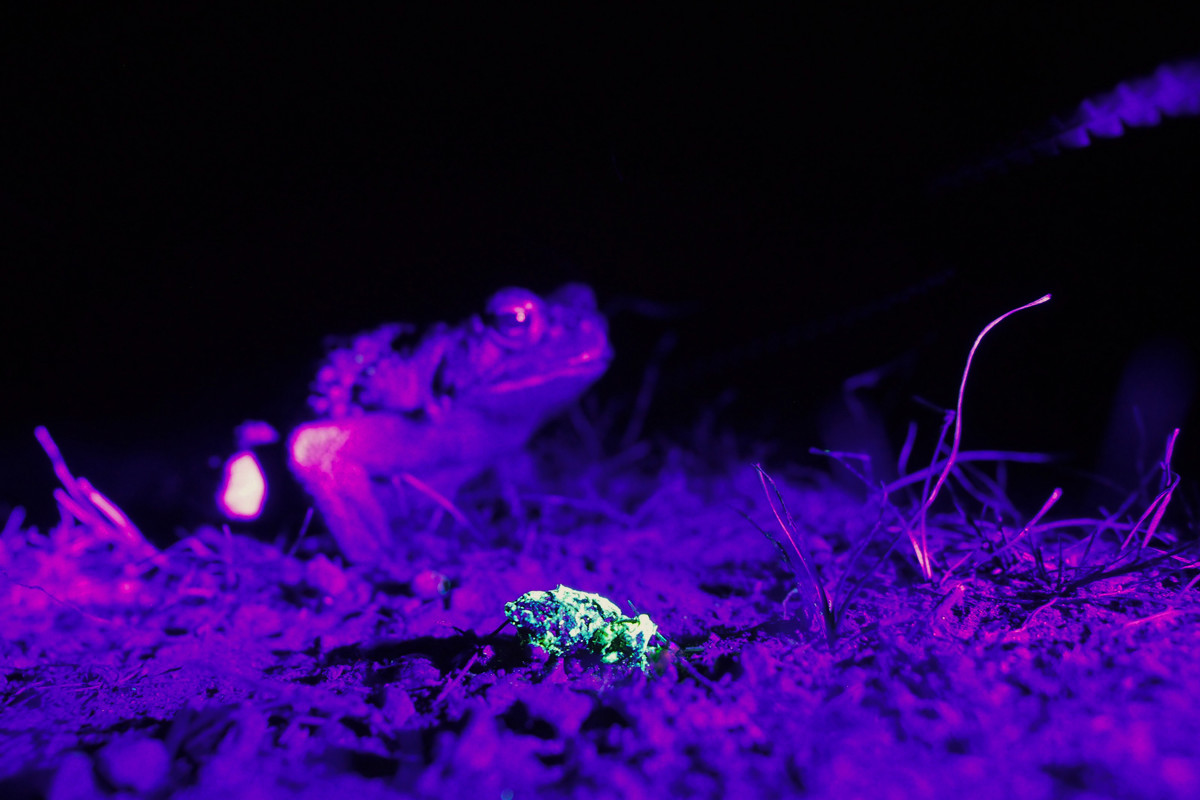 With Parasites, Nothing is Sacred: Study Finds Lungworms Alter How ...