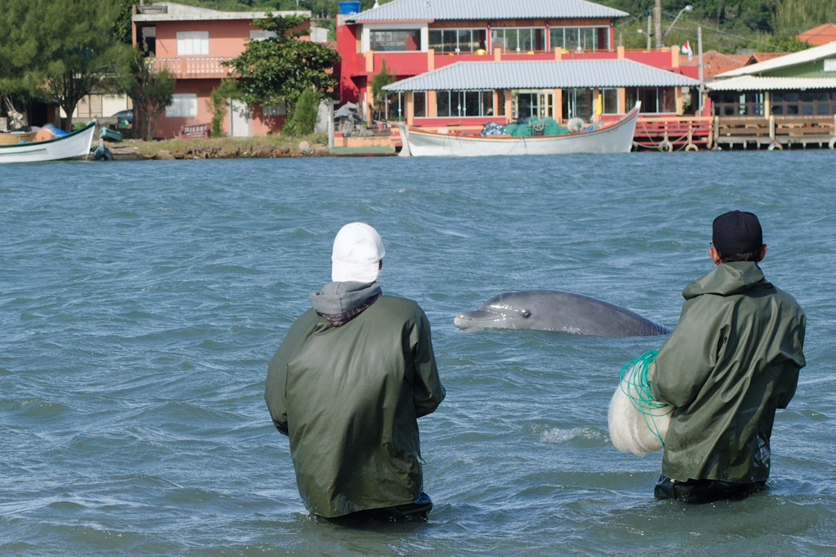 Whistling While They Work: Cooperative Laguna Dolphins Have A Unique ...