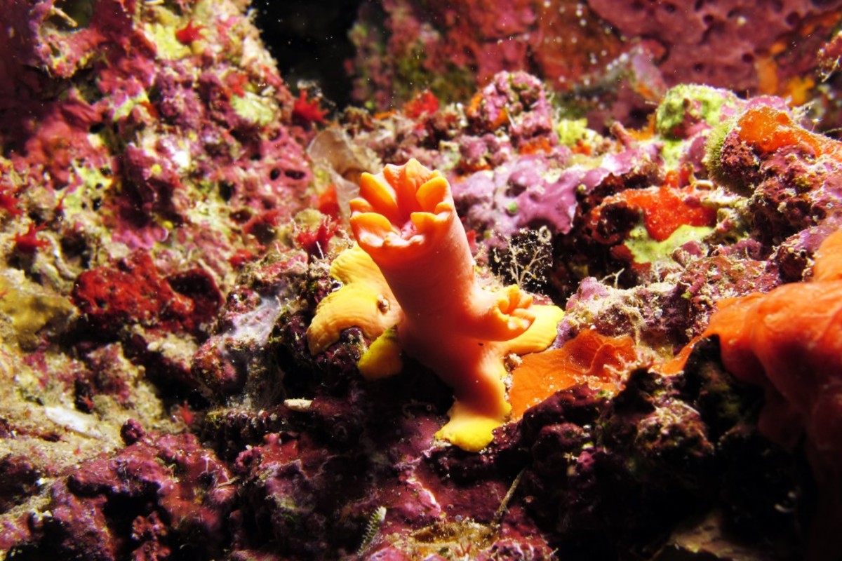 Reef "Cat Scans" Reveal Another Way Acidification Speeds Erosion ...