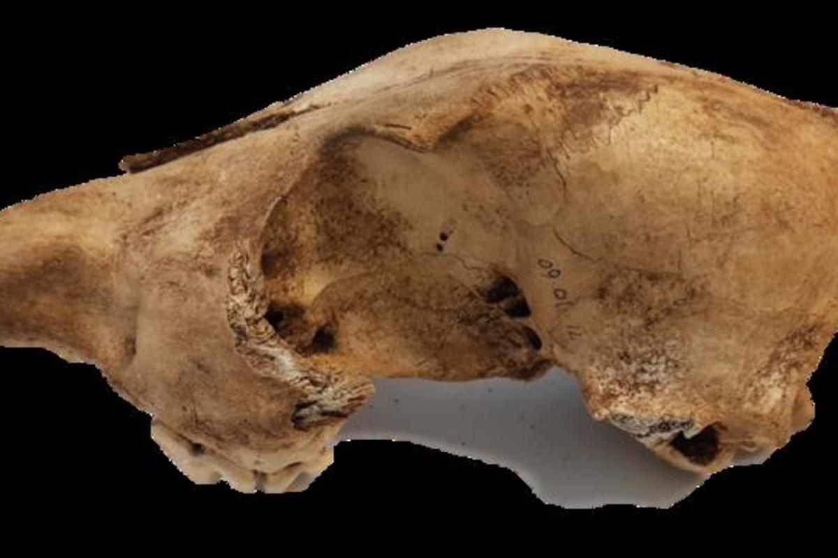 Dingoes and Domestic Dogs: Common Ancestors, but Different Evolutionary ...