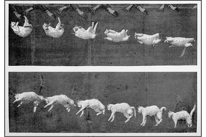 Do Animals Use Physics? Let Us Count The Ways | Discover Magazine