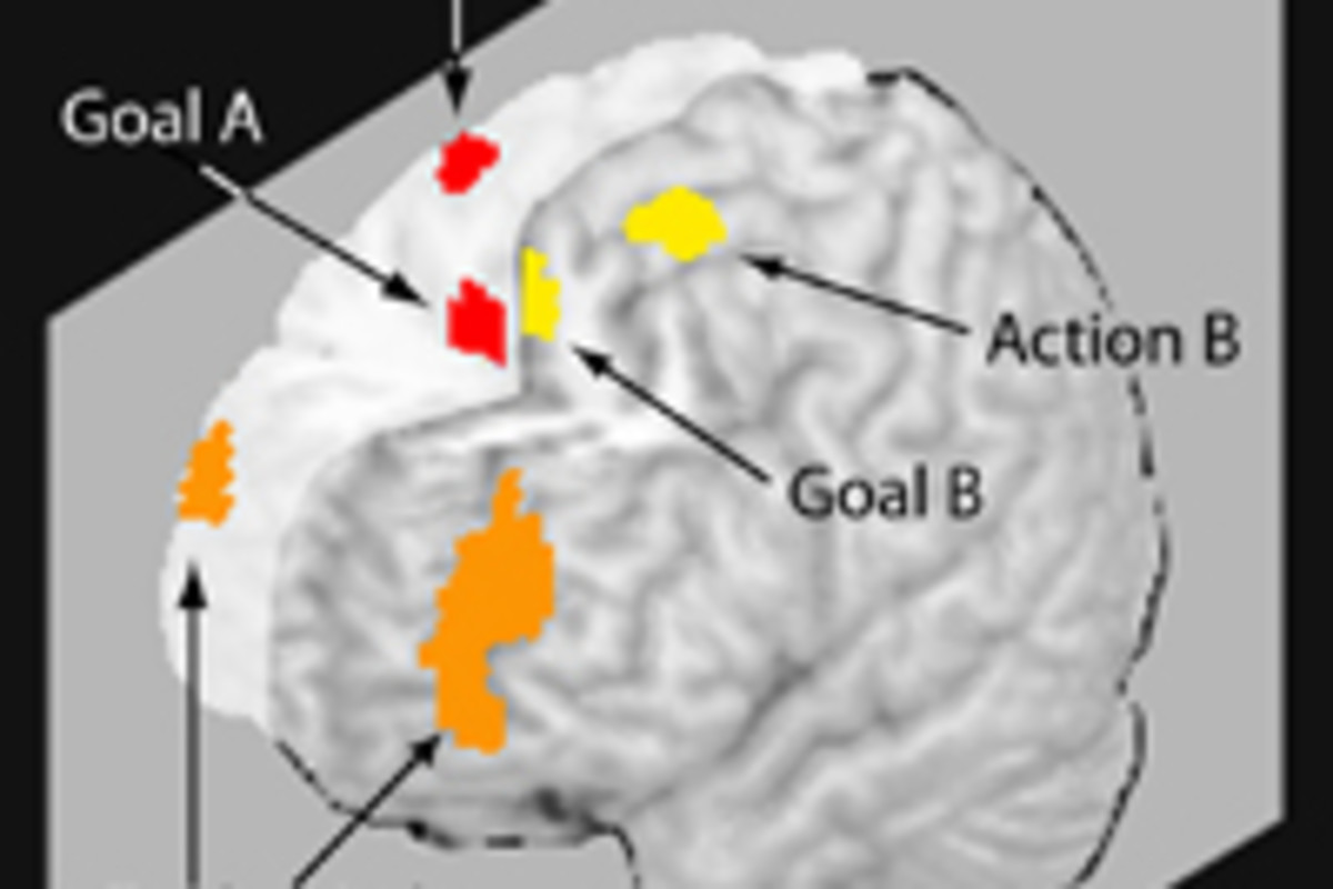 When multi-tasking, each half of the brain focuses on different goals ...