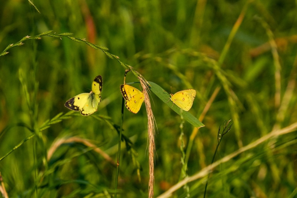 Evolutionary Mismatch: When Environments Change Faster than Species Do ...