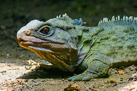 The Lizard-Looking Tuatara, That Lives Up to 100 Years, Isn’t Actually ...