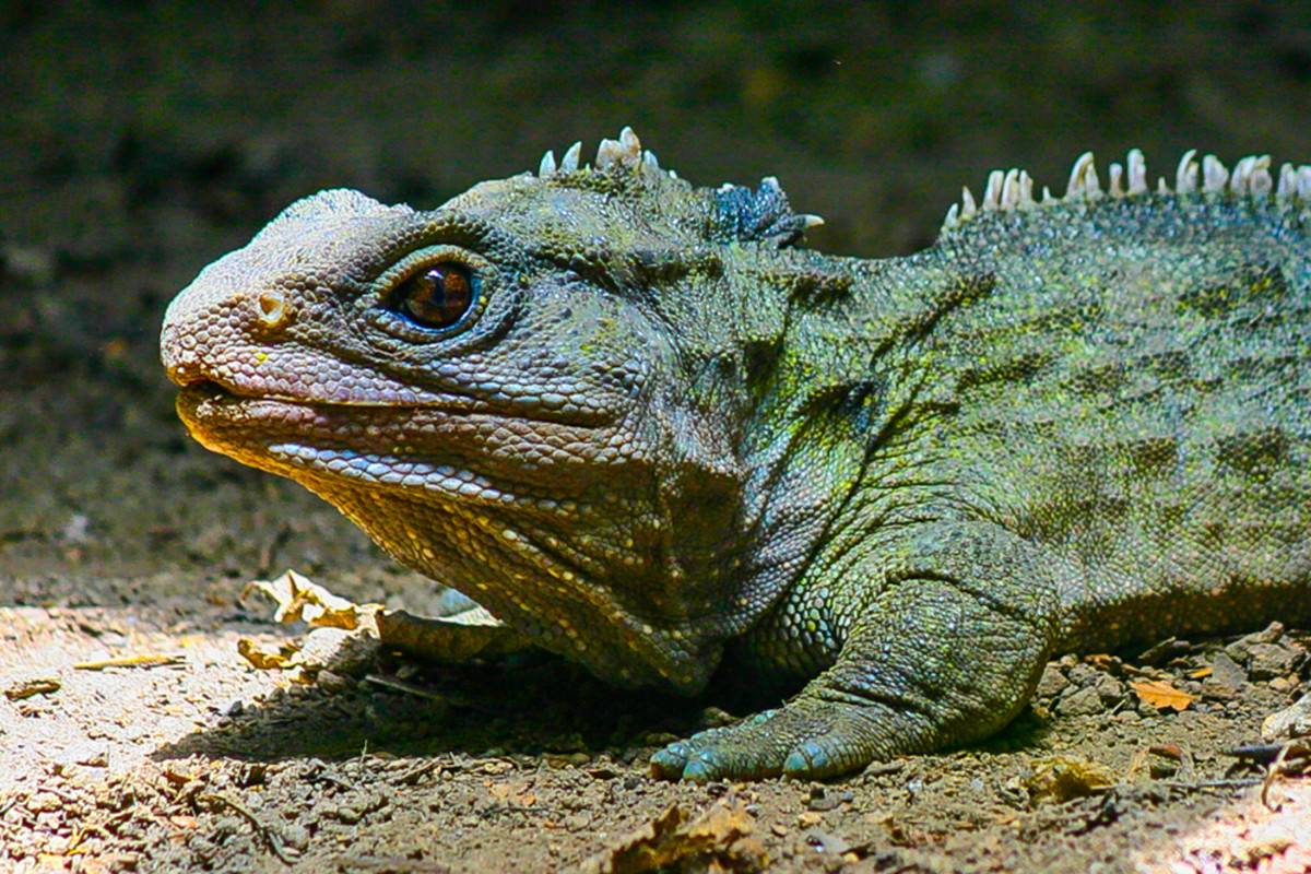 The Lizard-Looking Tuatara, That Lives Up to 100 Years, Isn’t Actually ...
