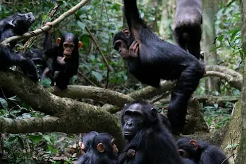 Chimps, Like Humans, are Fast Talkers — With Their Hands | Discover ...