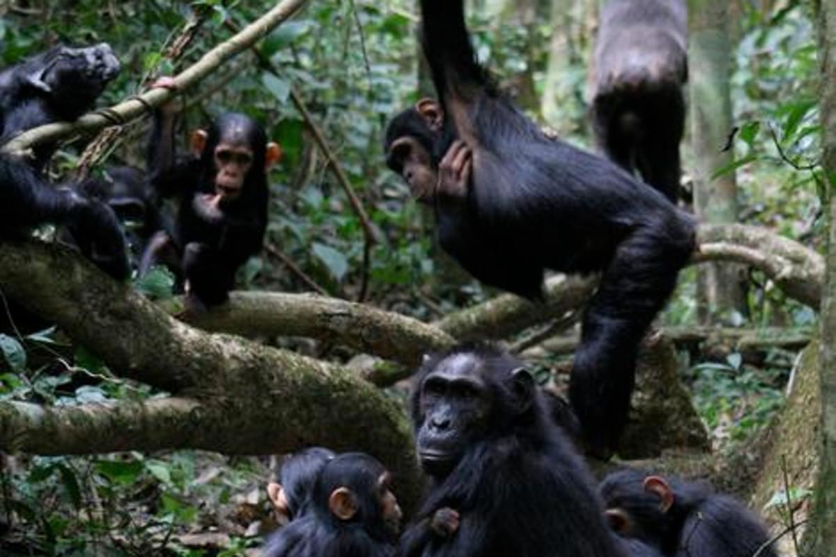 Chimps, Like Humans, are Fast Talkers — With Their Hands | Discover ...