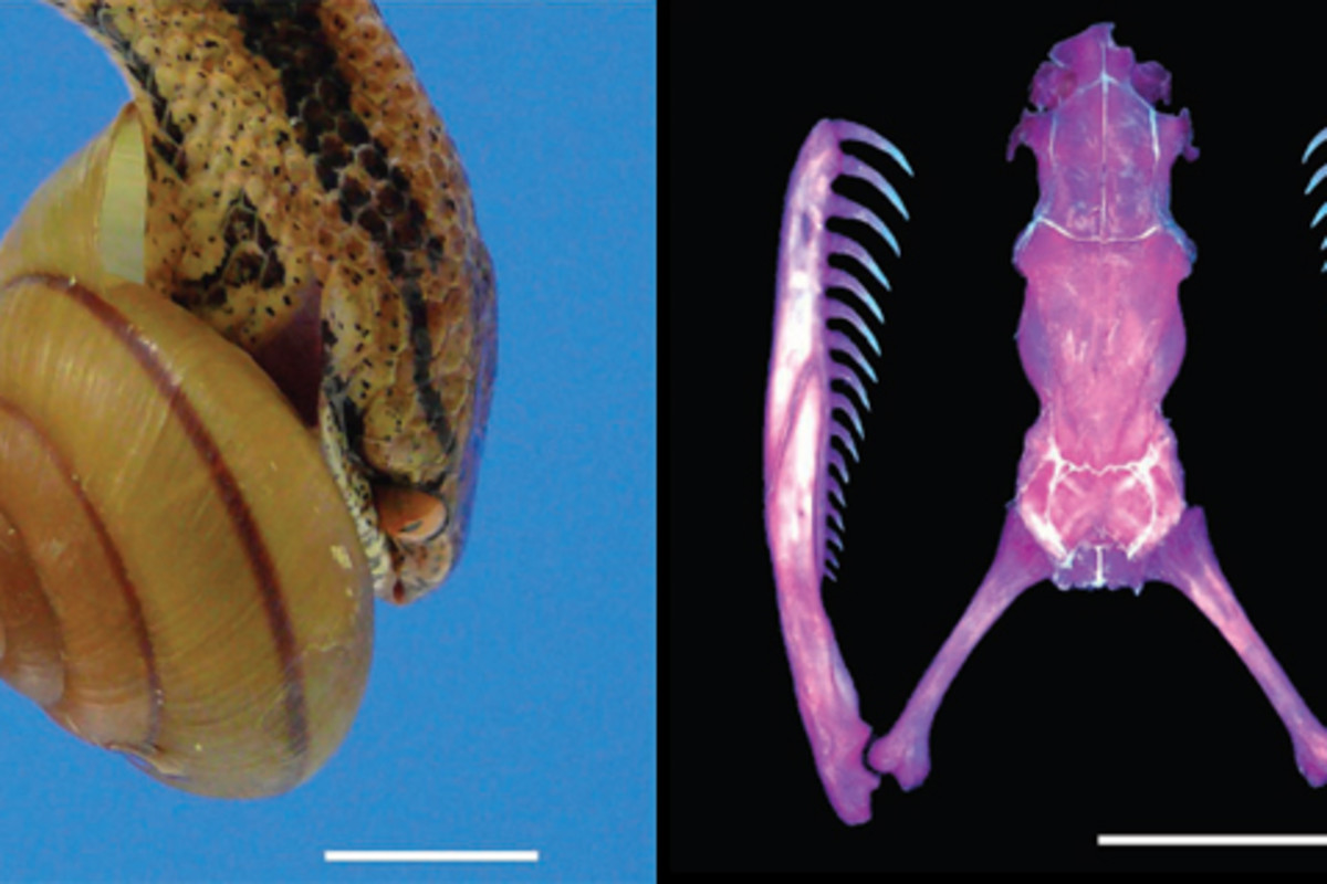 How a Single Gene Creates Snake-Resistant Mirror-Image Snails ...