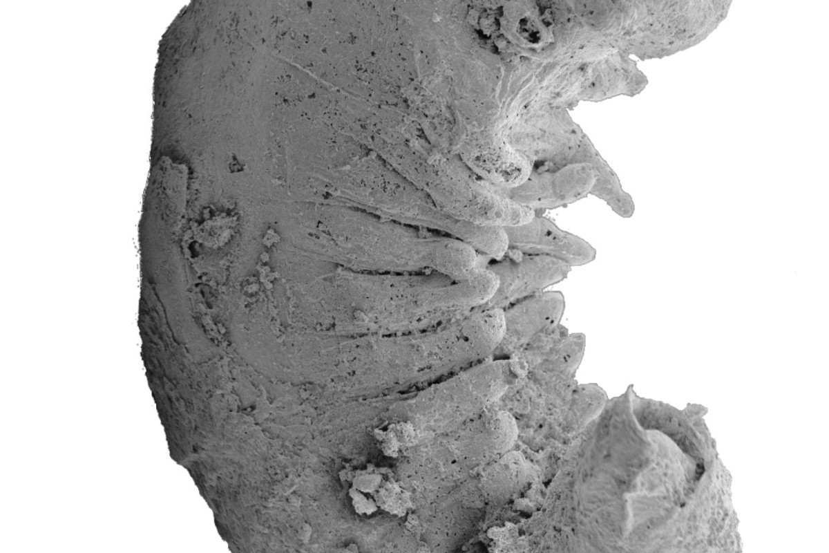 520 Million-Year-Old Larva Fossil Reveals How Insects Evolved ...