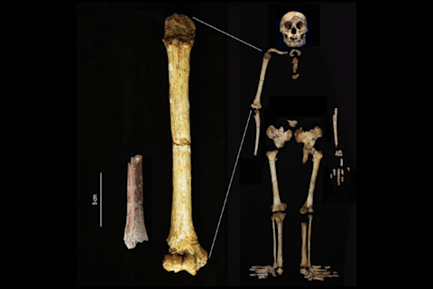 Smallest Ever Human Arm Bone Found as a Piece of the Hobbit Origin ...