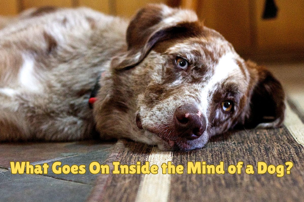 What Goes On Inside the Mind of a Dog? | Discover Magazine