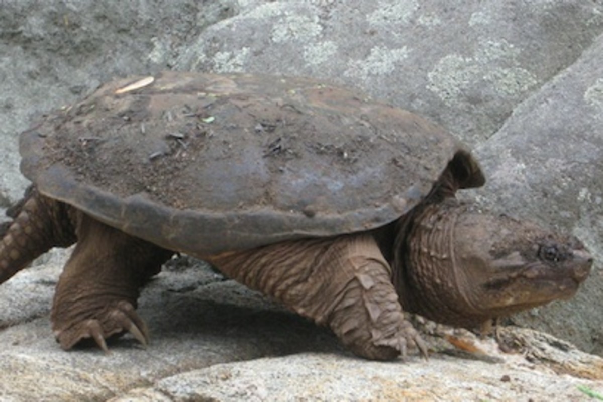 The Cretaceous Comes To My Front Yard | Discover Magazine