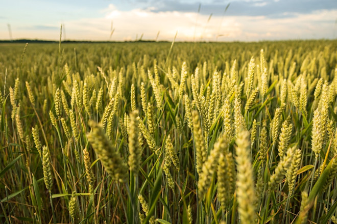 100-Year-Old Wheat Could Help Feed the World | Discover Magazine