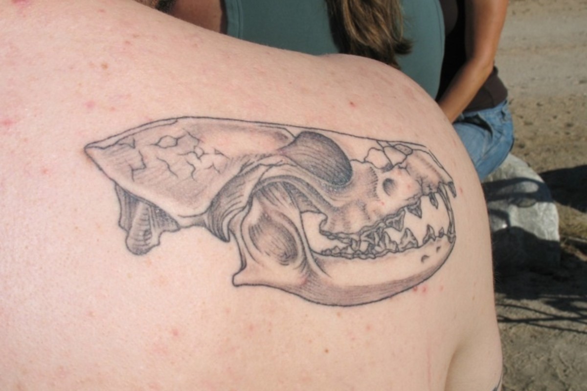 Carnivore Skull | Discover Magazine