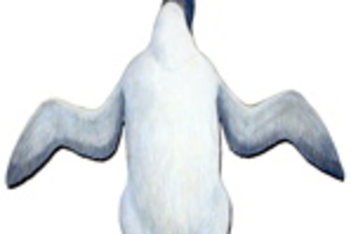 A 70-Million-Year March of the Penguins | Discover Magazine