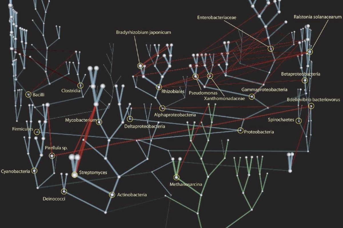 Tangling the Tree | Discover Magazine