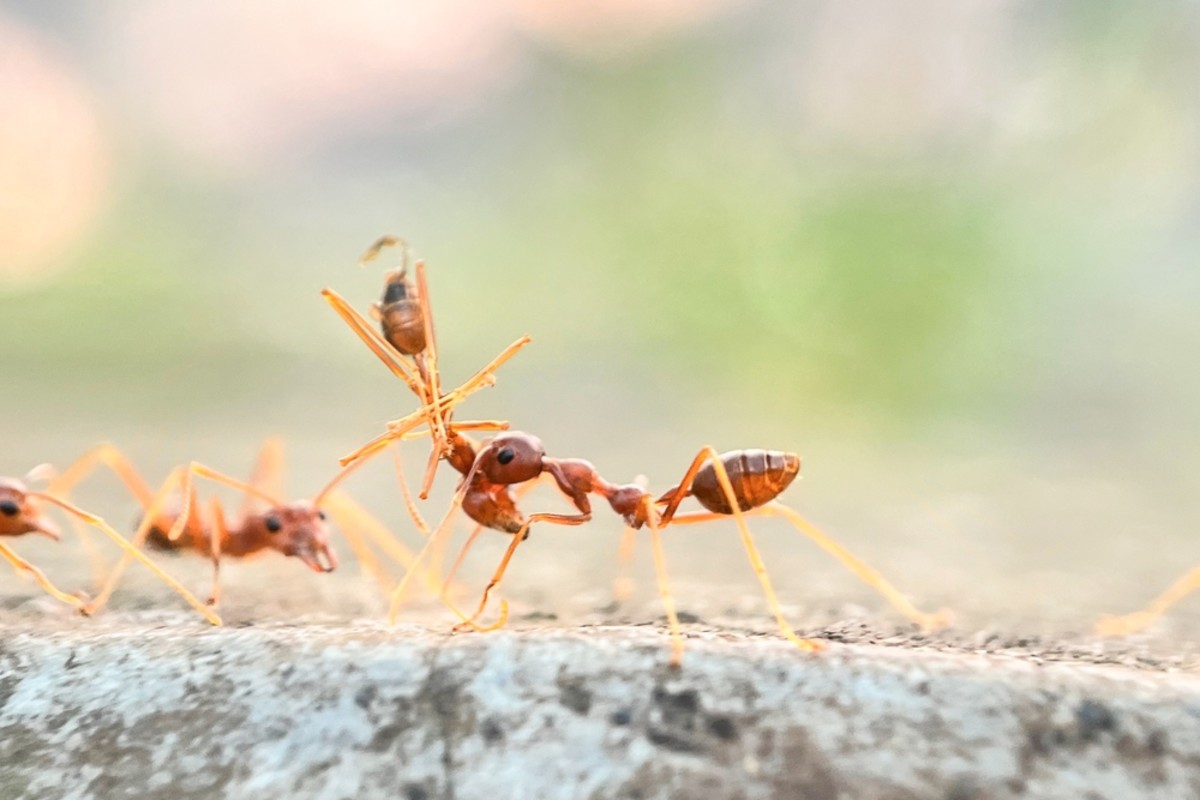 Ants May Amputate Other Ants to Save Them – Is This a Sign of Empathy ...
