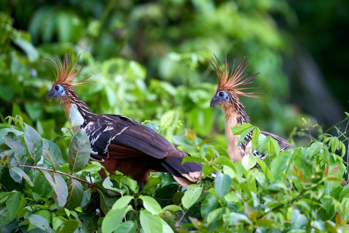 The Hoatzin Is a Bizarre, Stinky Bird and Could Be An Ecotourism Star ...