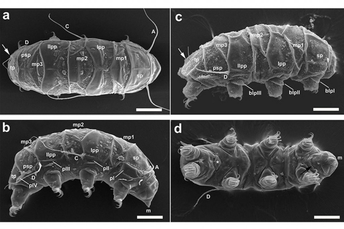 New Species of Tardigrade Discovered in Antarctica | Discover Magazine