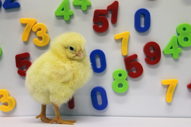 Like Humans, Chicks Count From Left to Right | Discover Magazine