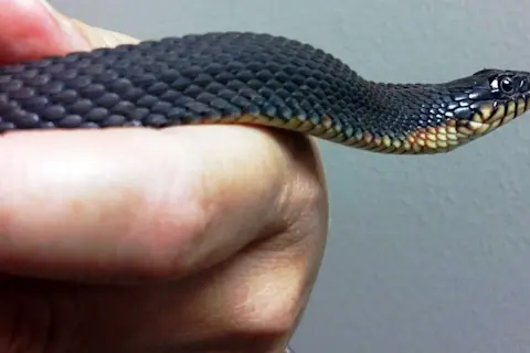 Water Snake In Missouri Gives 'Virgin Birth,' Again | Discover Magazine
