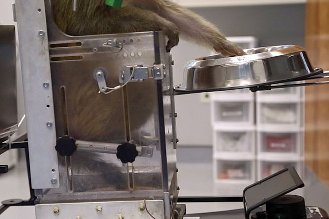 Watch a Monkey Control a Wheelchair With Its Brain | Discover Magazine