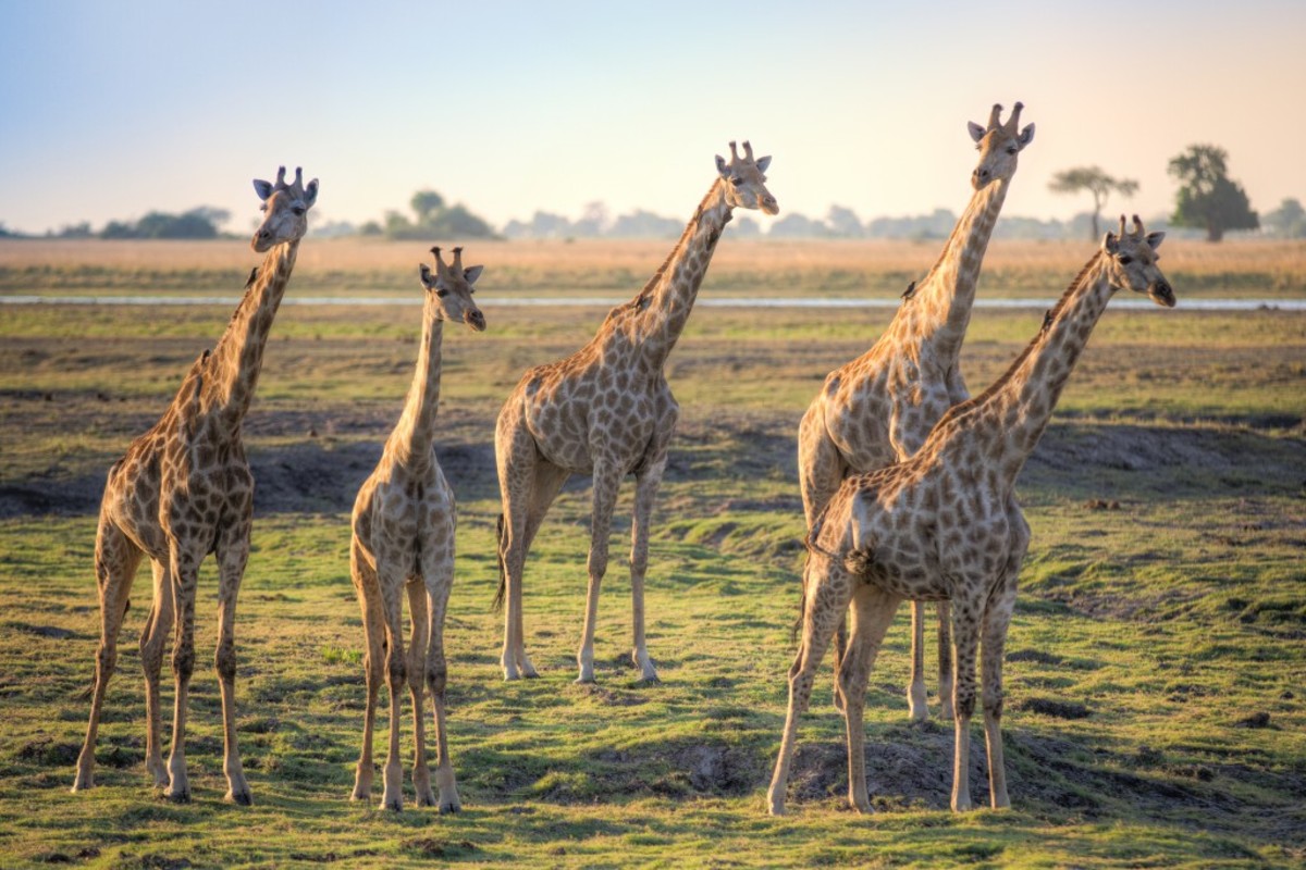 How Giraffe Necks Stretched to New Heights | Discover Magazine