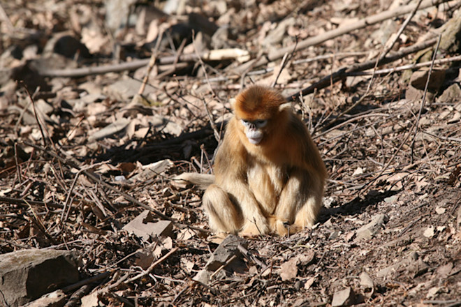 Grieving Monkey Mourns His Mate | Discover Magazine