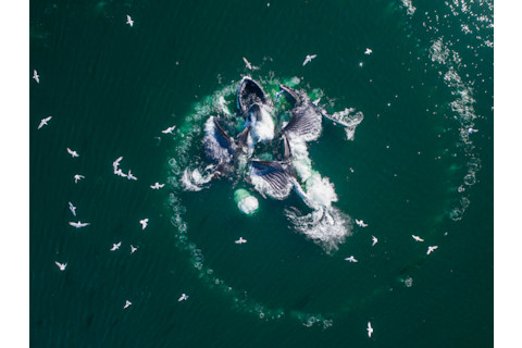 Are These 10 Natural Occurrences Examples of the Fibonacci Sequence ...