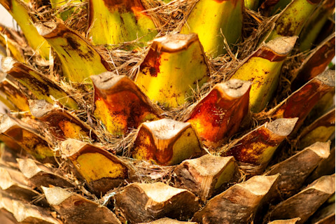 Are These 10 Natural Occurrences Examples of the Fibonacci Sequence ...