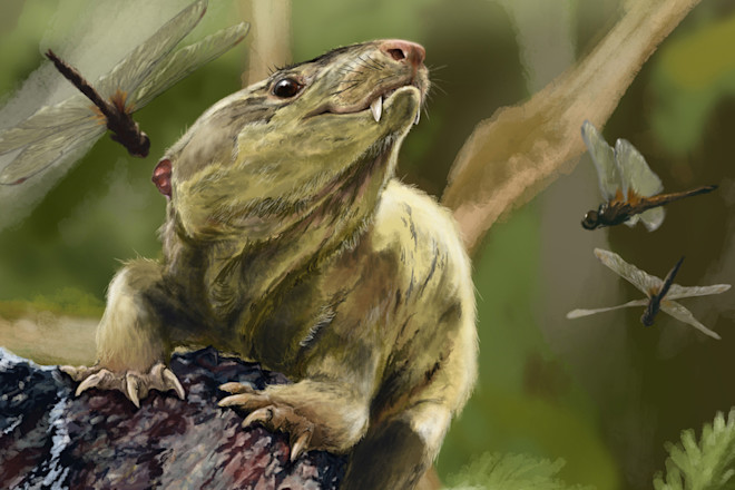 Toothy, Rodent-like Reptile Is Our Ancient Forebear | Discover Magazine