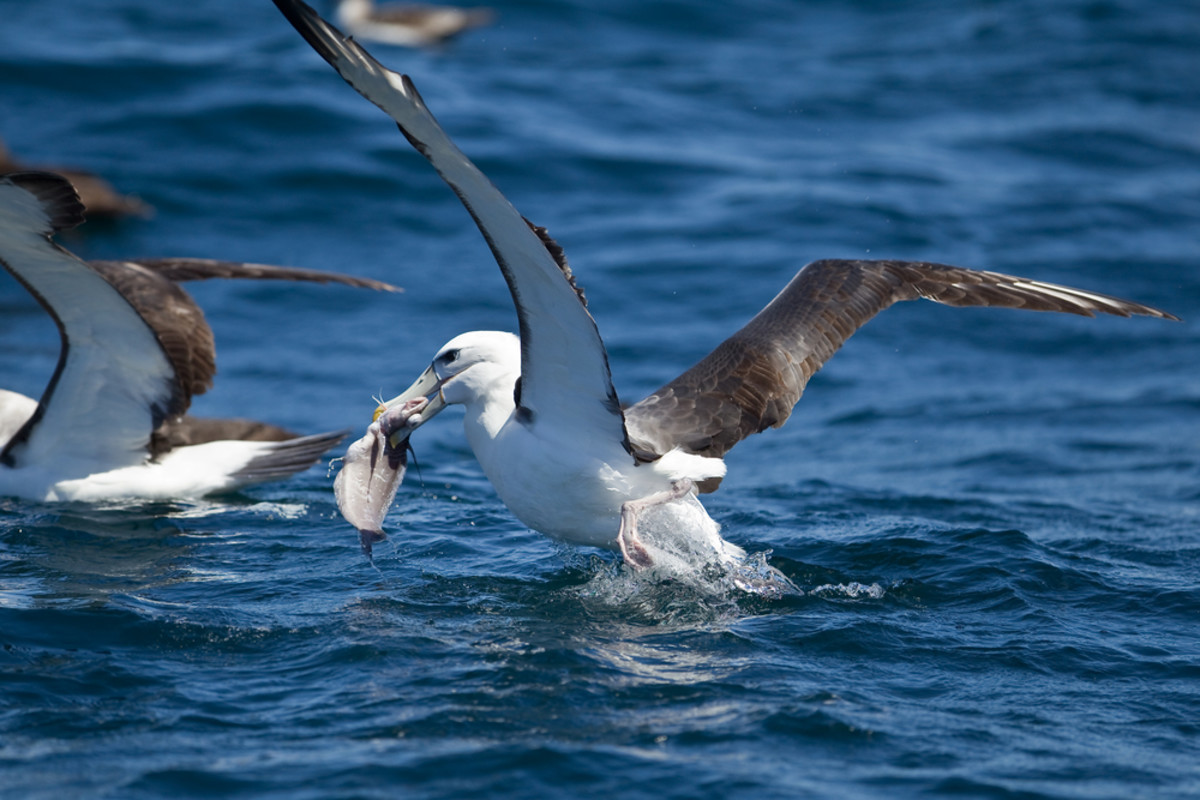 Something Stinks: Why Seabirds Eat So Much Plastic | Discover Magazine