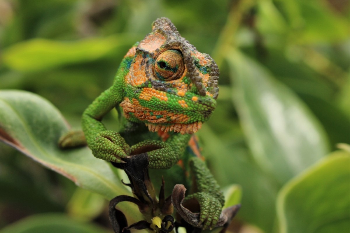 Inspired by Natural Camouflage Techniques, Humans Adapted Patterns for ...