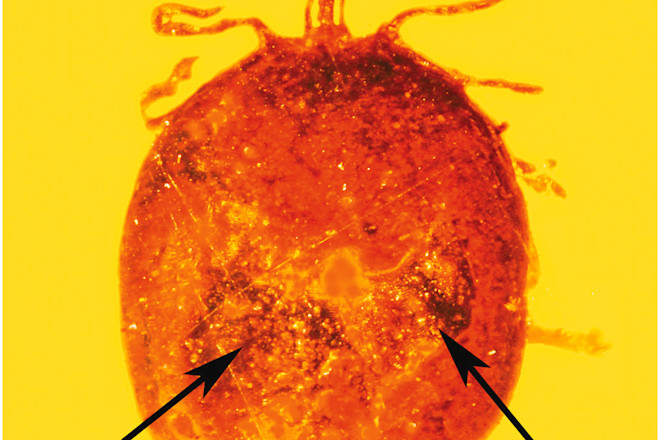 Tick In Amber Said to Contain Oldest Mammalian Blood Cells Ever Found ...