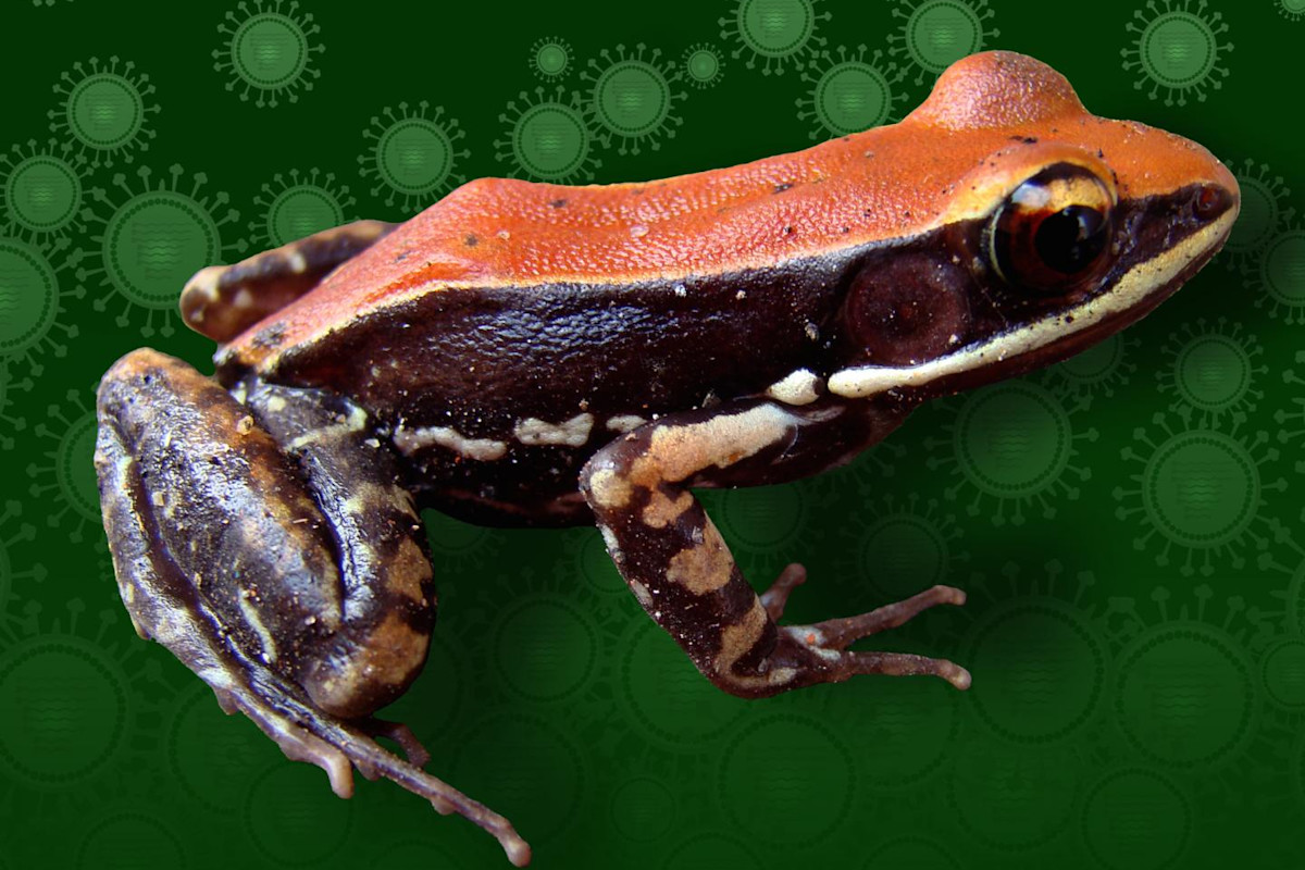 Indian Frog Secretes Virus-destroying Compound Through Its Skin ...