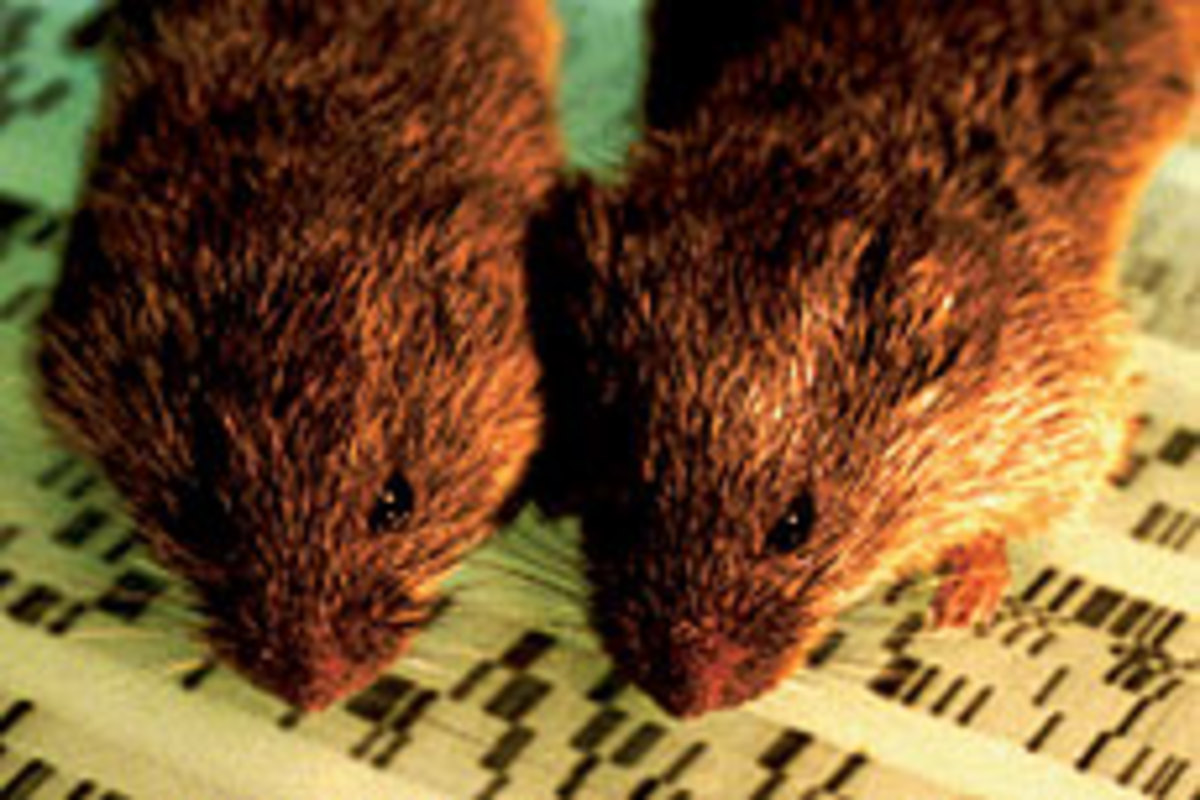 97: Rakish Rodent Reformed | Discover Magazine