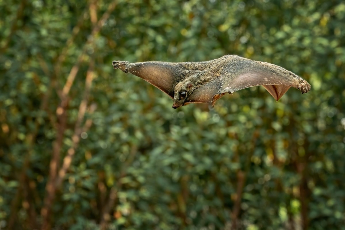 The Colugo Looks Like a Cross Between a Bat and a Monkey, But Is ...