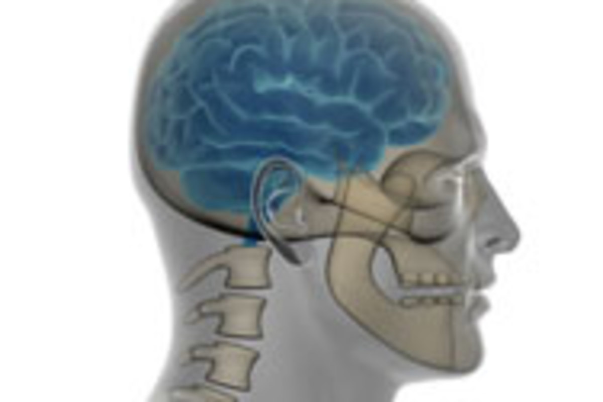 The Brain: The First Yardstick for Measuring Smells | Discover Magazine