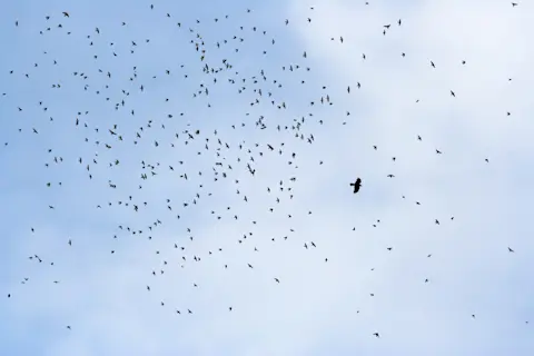 When Swarms of Birds Attack Other Birds, They are Using a Mobbing ...