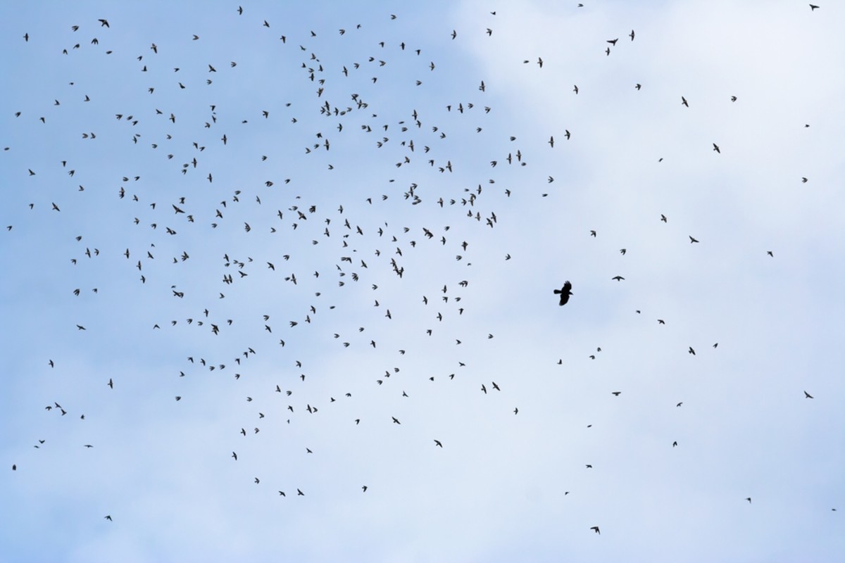 When Swarms of Birds Attack Other Birds, They are Using a Mobbing ...