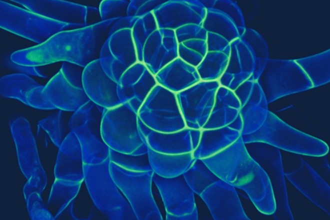 Divide and Conquer: How Cell Splitting Lets Plants Thrive on Land ...