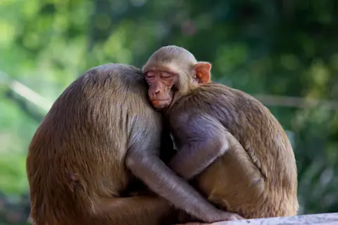 Monkeys in Puerto Rico Became Kinder to Each Other After Hurricane ...
