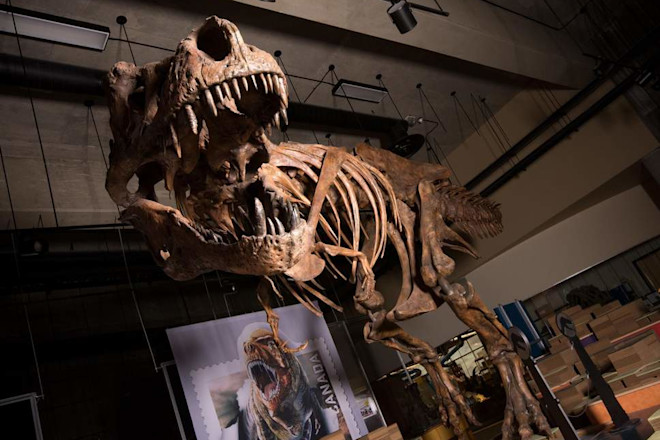 Biggest T. rex Ever Discovered Was Covered in Battle Scars | Discover ...