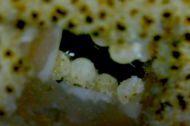 Aphid Suicide Squads Save Colonies With Body Ooze | Discover Magazine