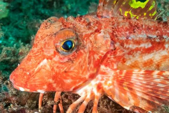 Researchers Discover How a Fish With Legs Uses Them To Find Food ...