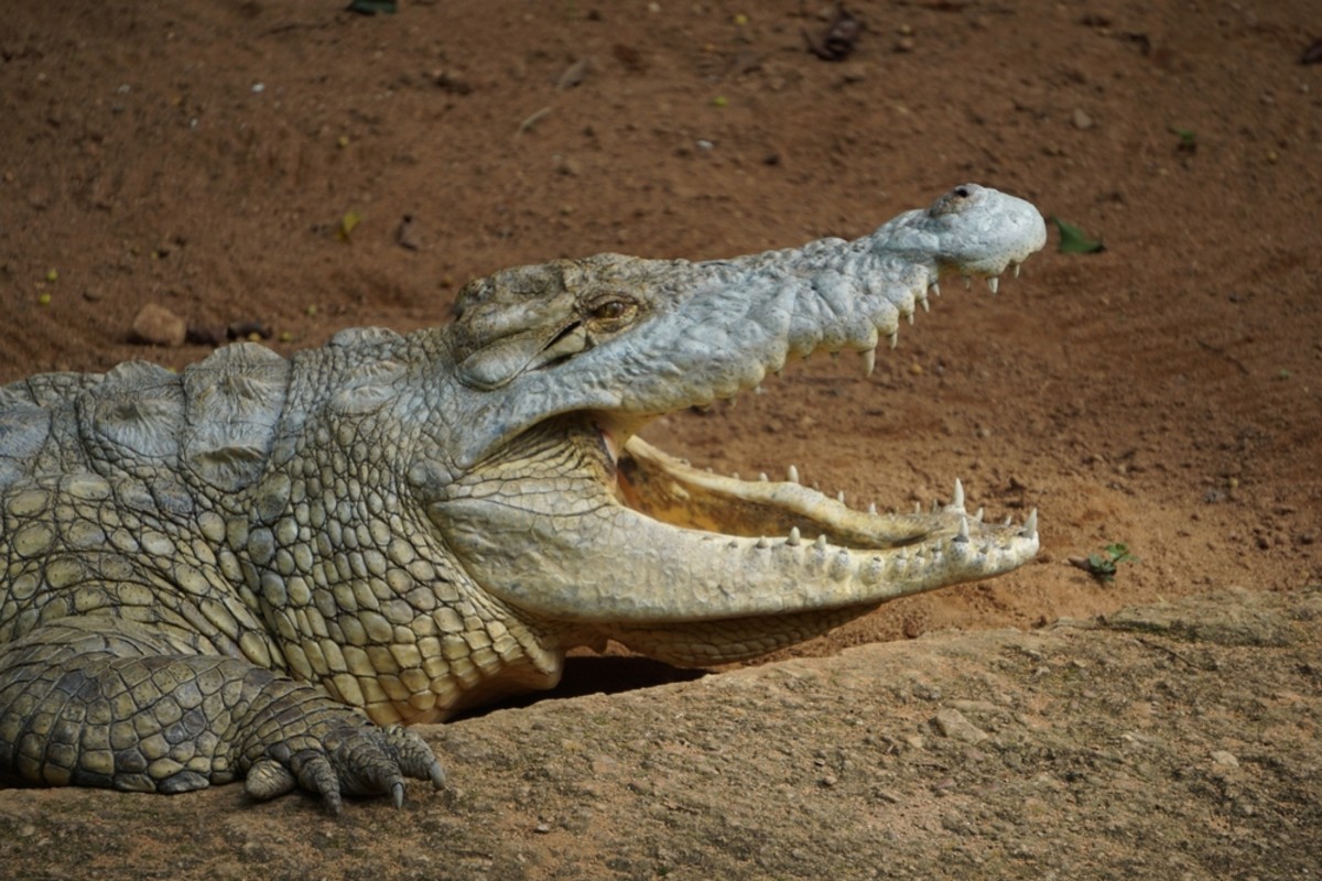 These Animals Have A Killer Bite Force | Discover Magazine